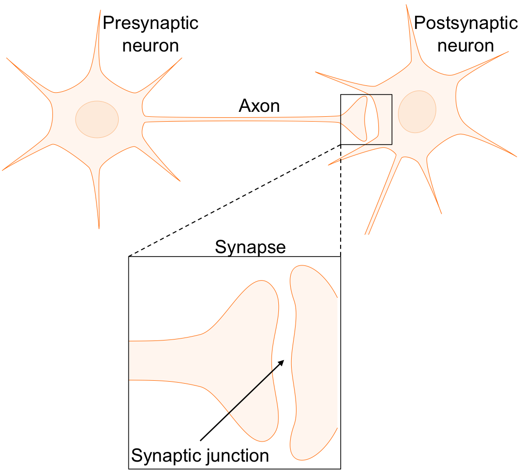 Synesthesia: A Tale of Two Senses – PennNeuroKnow