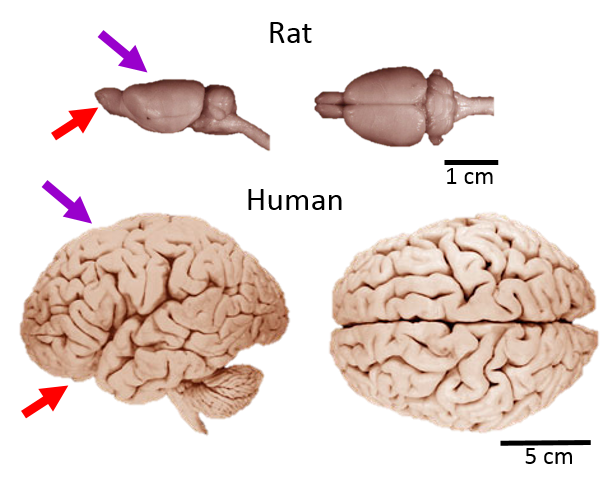What’s in a Brain? – PennNeuroKnow