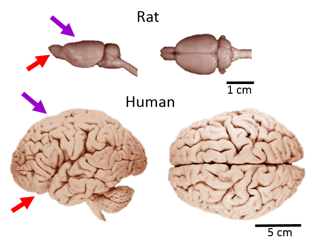 What’s in a Brain? – PennNeuroKnow
