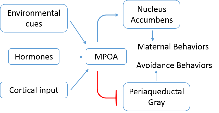 Baby on the Brain – PennNeuroKnow