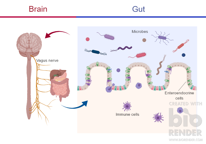 A Gut Feeling – PennNeuroKnow