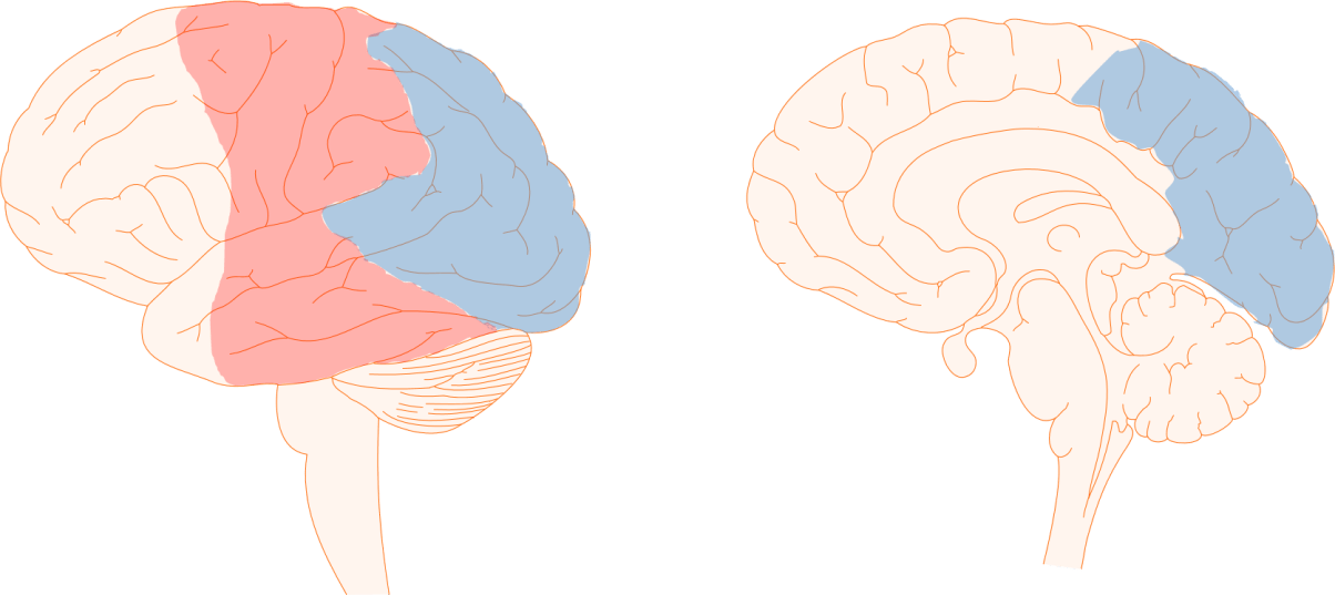 The Dreaming Brain – PennNeuroKnow