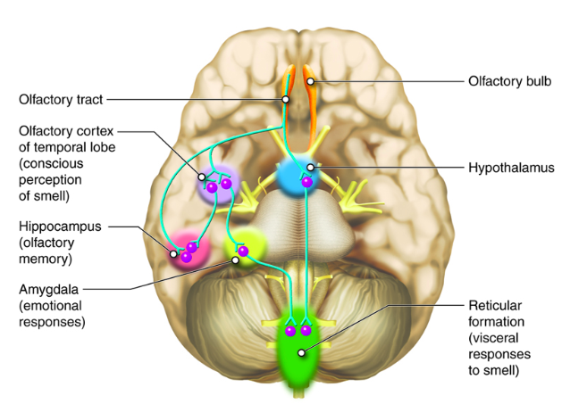 The scent of memory – PennNeuroKnow