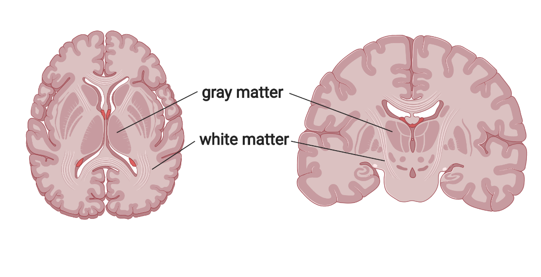 Yoga and the brain – PennNeuroKnow