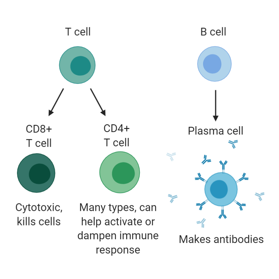 The “Immune” in Autoimmune Encephalitis: The Role of T and B Cells ...