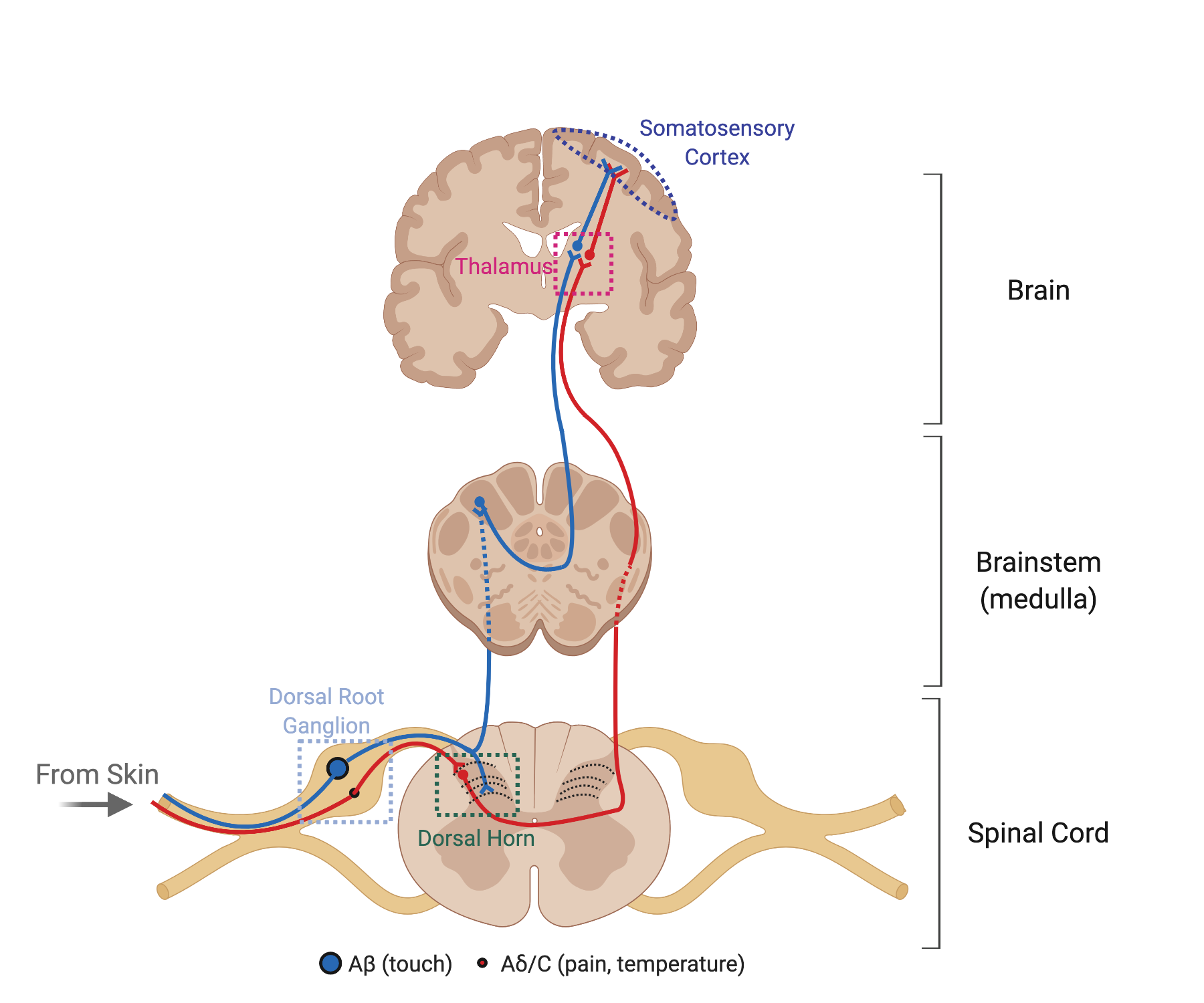 Every Time We Touch – PennNeuroKnow