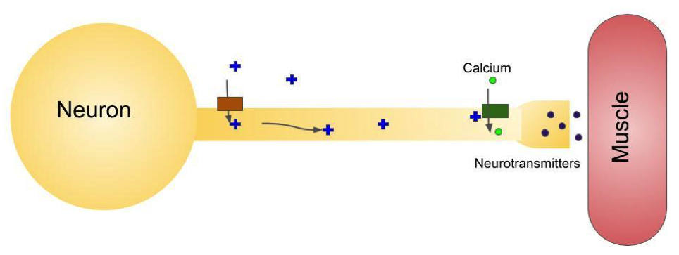 A Shocking Discovery – PennNeuroKnow
