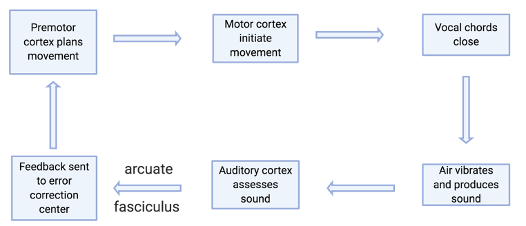 Tone-Deafness and the Brain – PennNeuroKnow