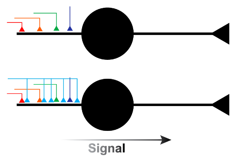 A detailed look inside the human brain – PennNeuroKnow