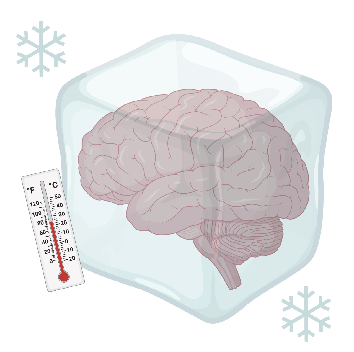 Keeping a cool head – PennNeuroKnow