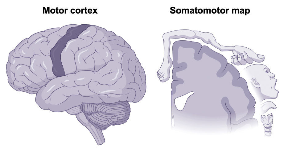Use it or lose it: A look at cortical mapping, remapping, and ...
