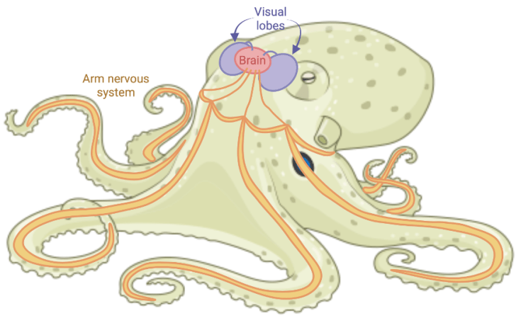 Octopus: the animal that keeps itself company – PennNeuroKnow