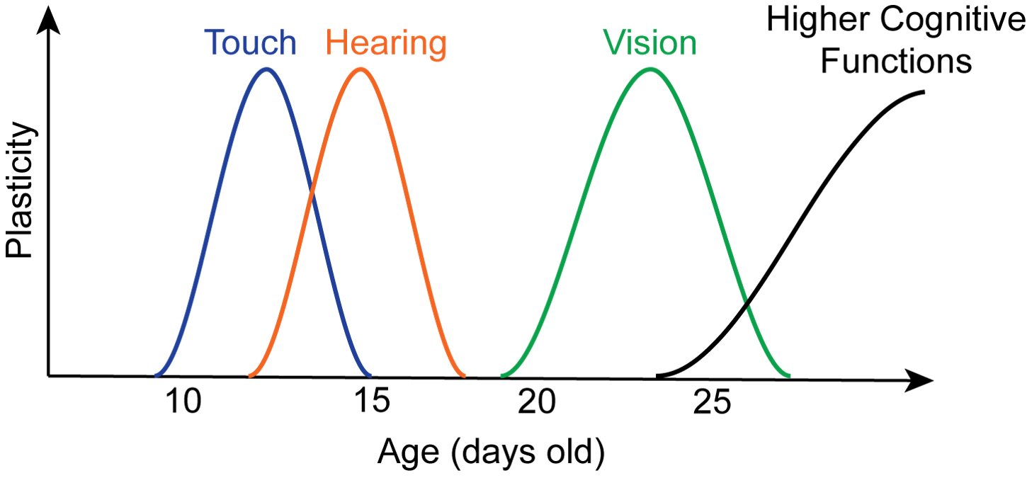 A window of opportunity for learning – PennNeuroKnow