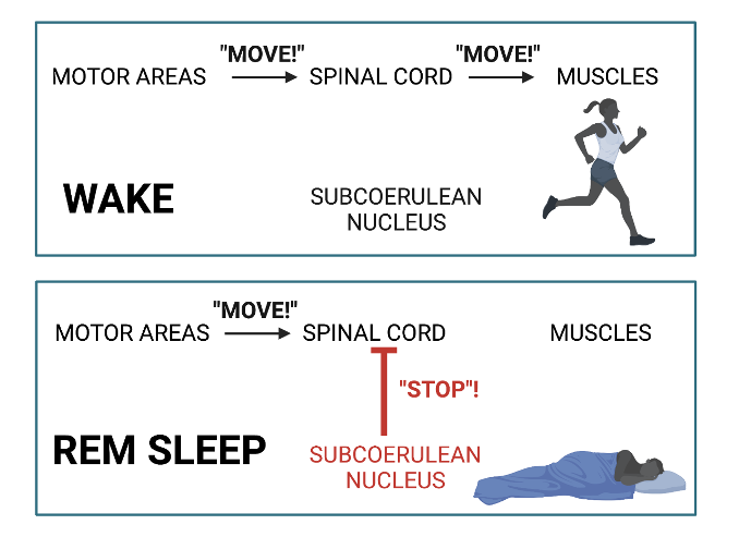 Don’t move a muscle – PennNeuroKnow
