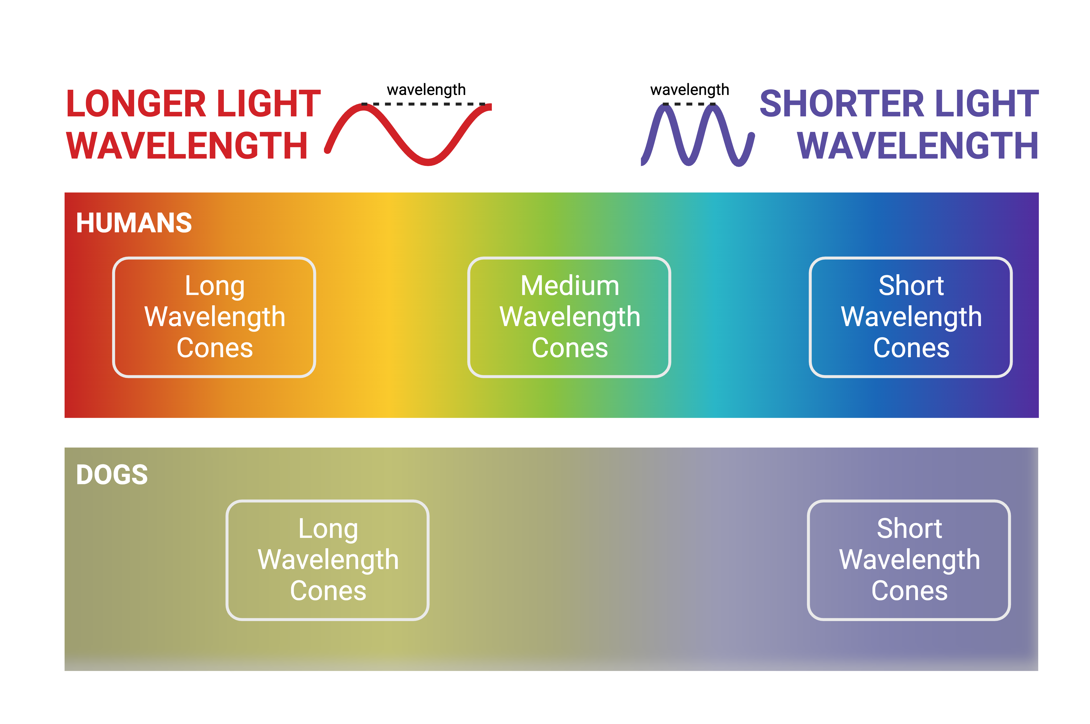 A dog’s eye view: Exploring the visual system from the kennel to the ...