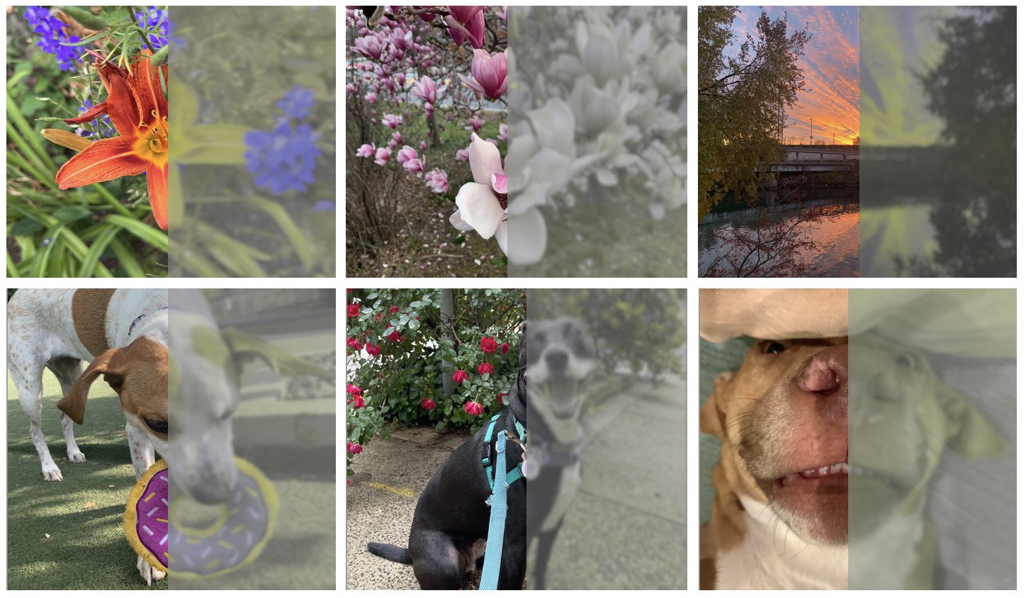 A dog’s eye view: Exploring the visual system from the kennel to the ...