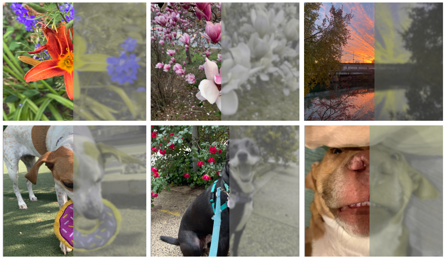 A dog’s eye view: Exploring the visual system from the kennel to the ...