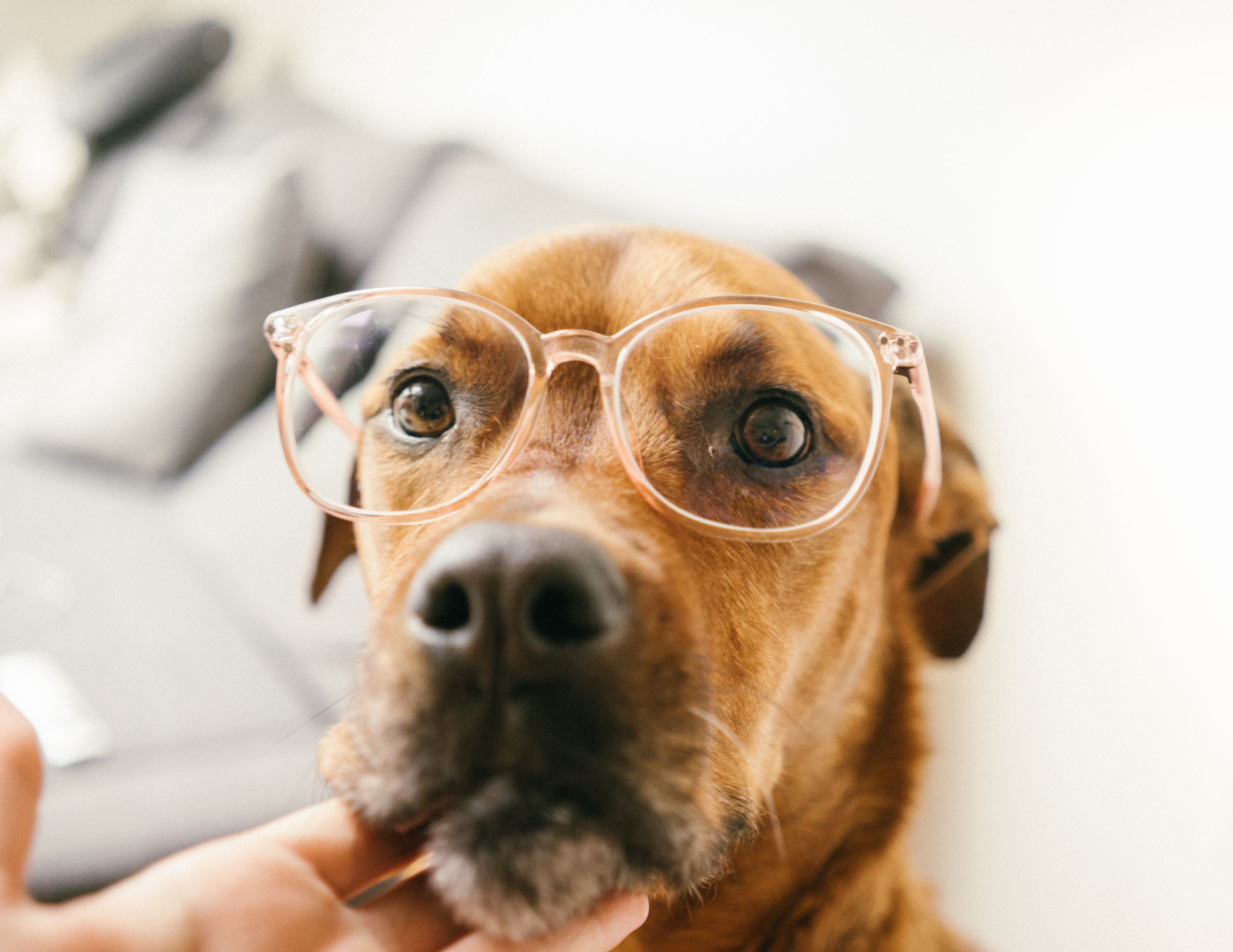 A dog’s eye view: Exploring the visual system from the kennel to the ...