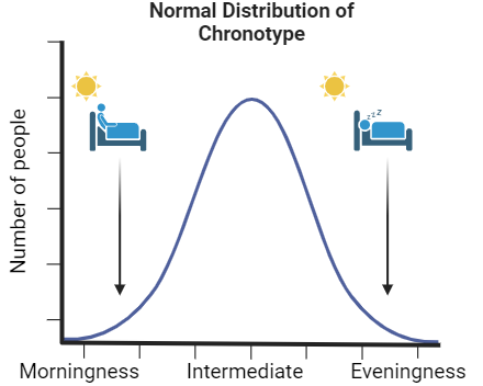 The early bird and the night owl: A look at differences in our sleep ...