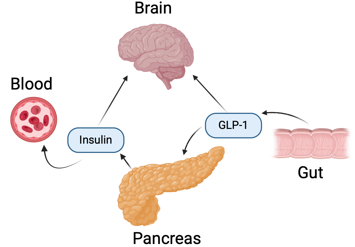 Your brain on Ozempic – PennNeuroKnow