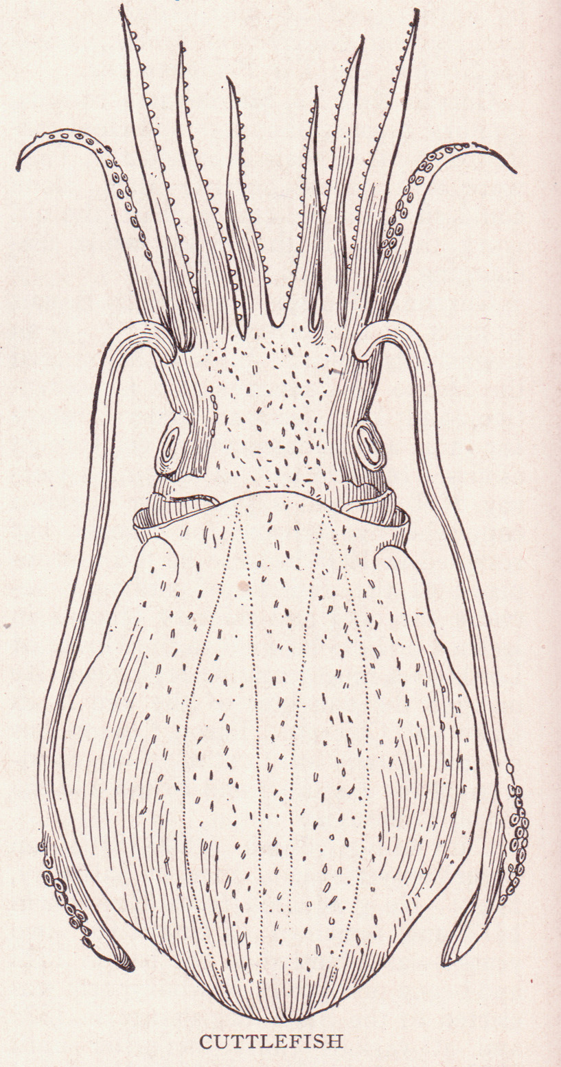 For cuttlefish, intelligence is skin deep – PennNeuroKnow