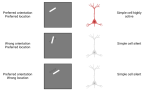 The experiments that opened the brain’s black box – PennNeuroKnow