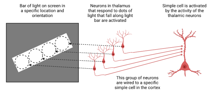 The experiments that opened the brain’s black box – PennNeuroKnow
