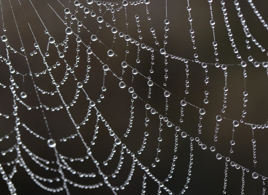Spinning silk: How do spiders build their webs? – PennNeuroKnow