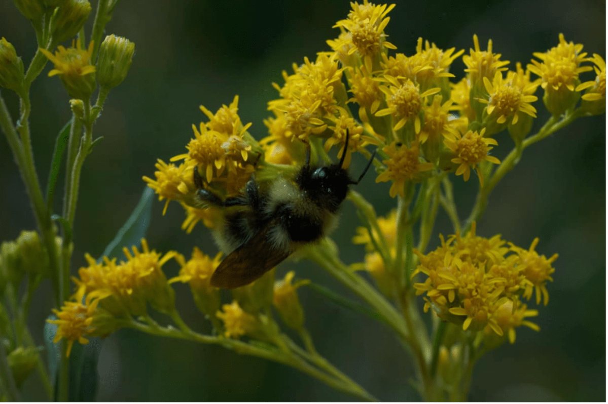 Bee-lieving in the brain – PennNeuroKnow
