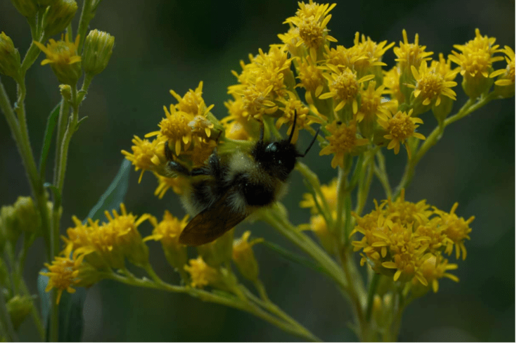 Bee-lieving in the brain – PennNeuroKnow