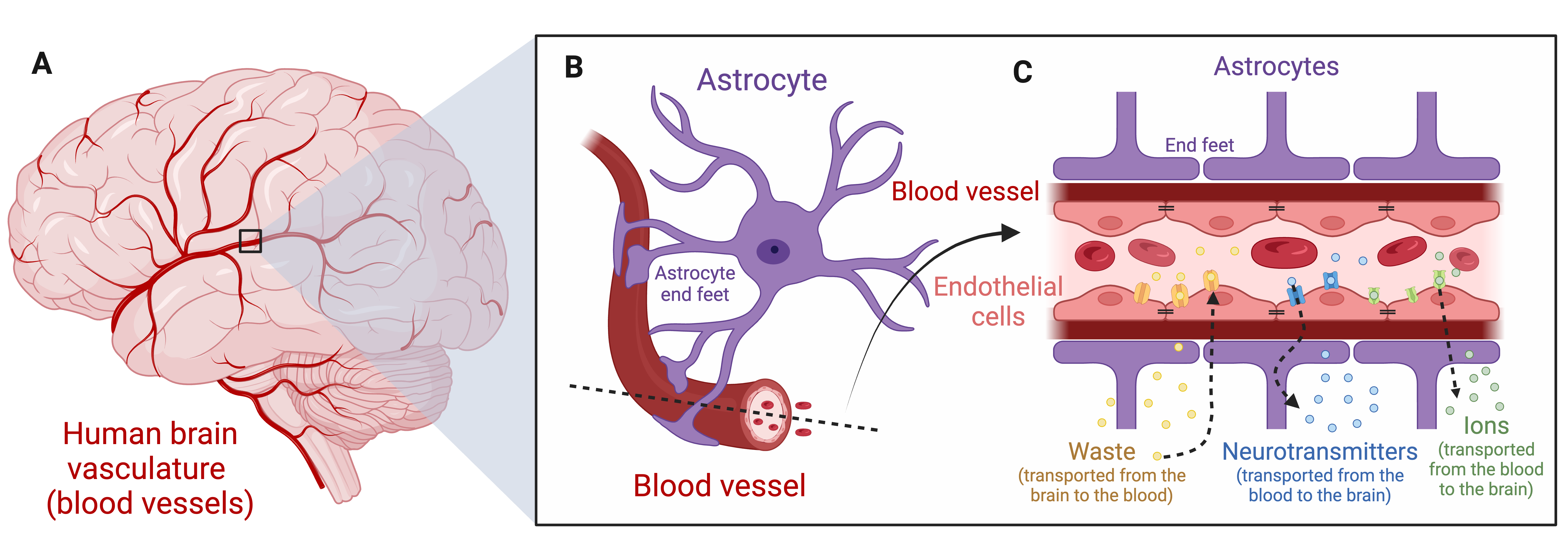The brain’s gatekeeper: A closer look at the blood-brain barrier ...
