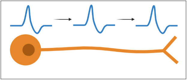 What does “brain activity” actually mean? – PennNeuroKnow
