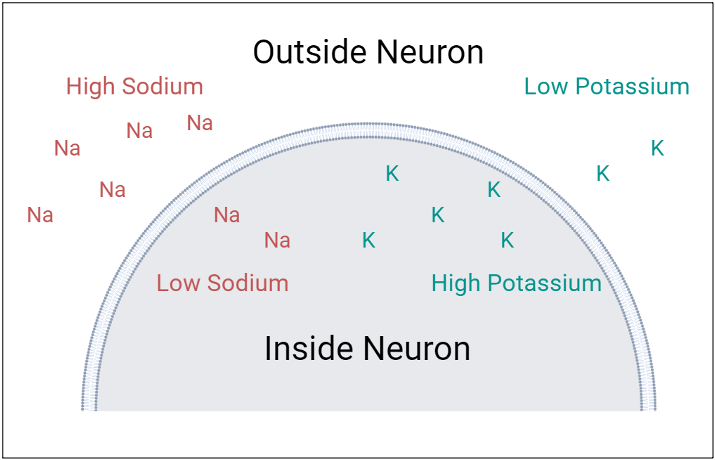 What does “brain activity” actually mean? – PennNeuroKnow