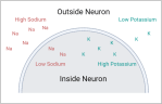 What does “brain activity” actually mean? – PennNeuroKnow