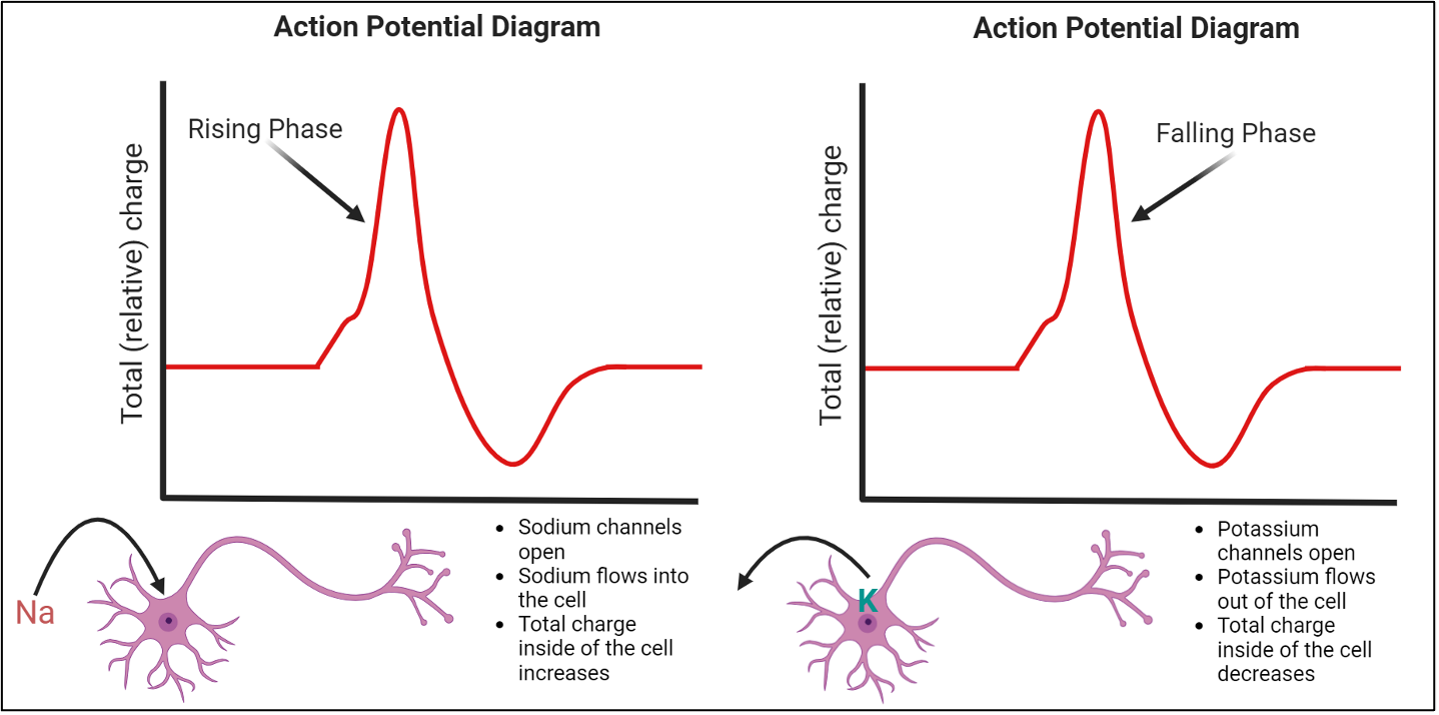 What does “brain activity” actually mean? – PennNeuroKnow