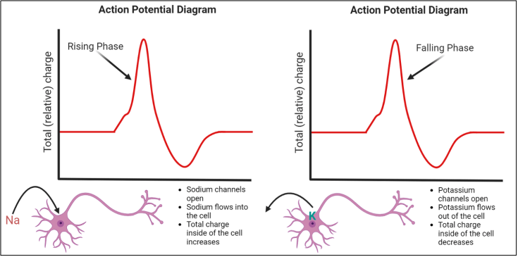 What does “brain activity” actually mean? – PennNeuroKnow
