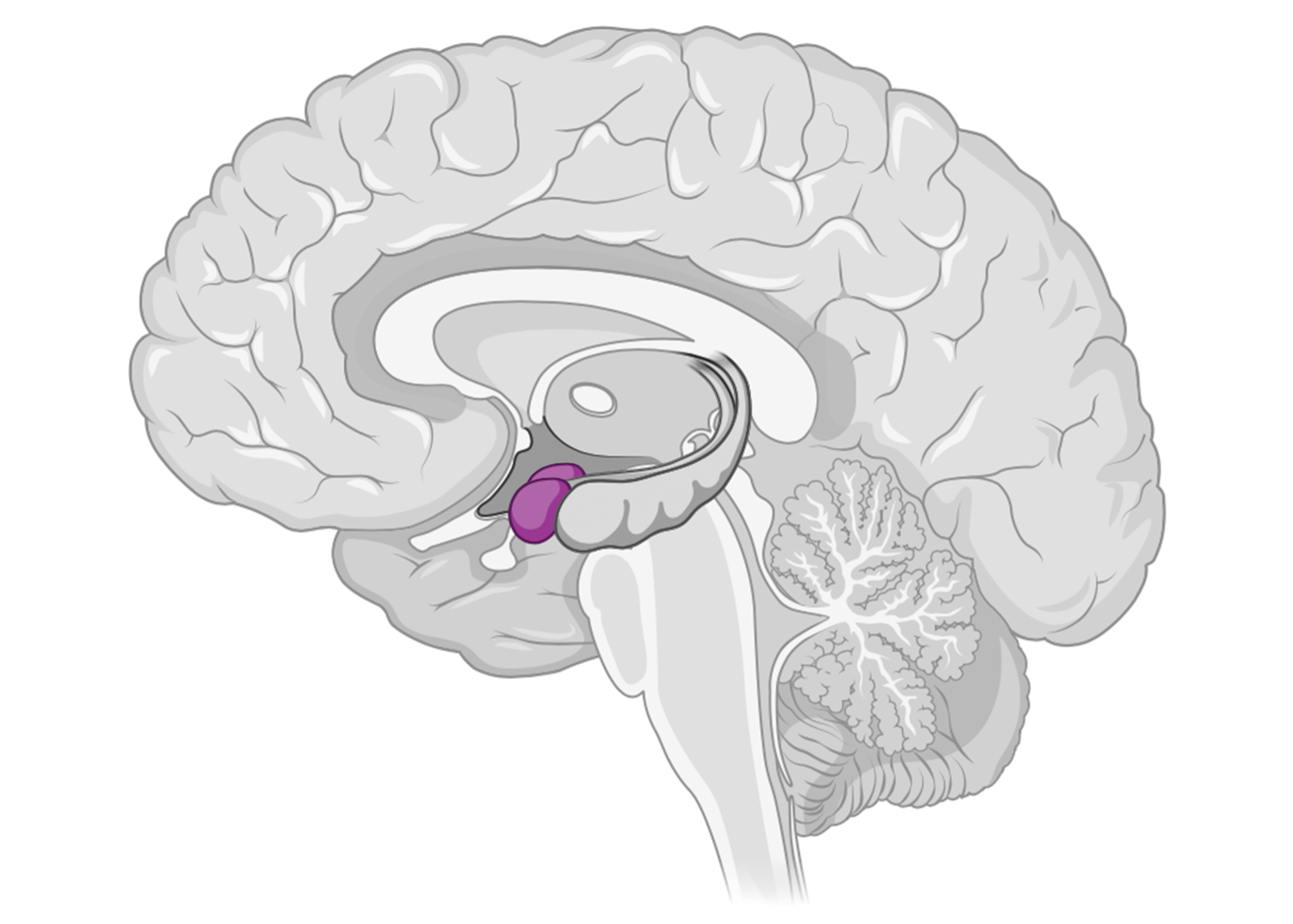 Patient S.M.: Neuroscience’s most fearless participant – PennNeuroKnow