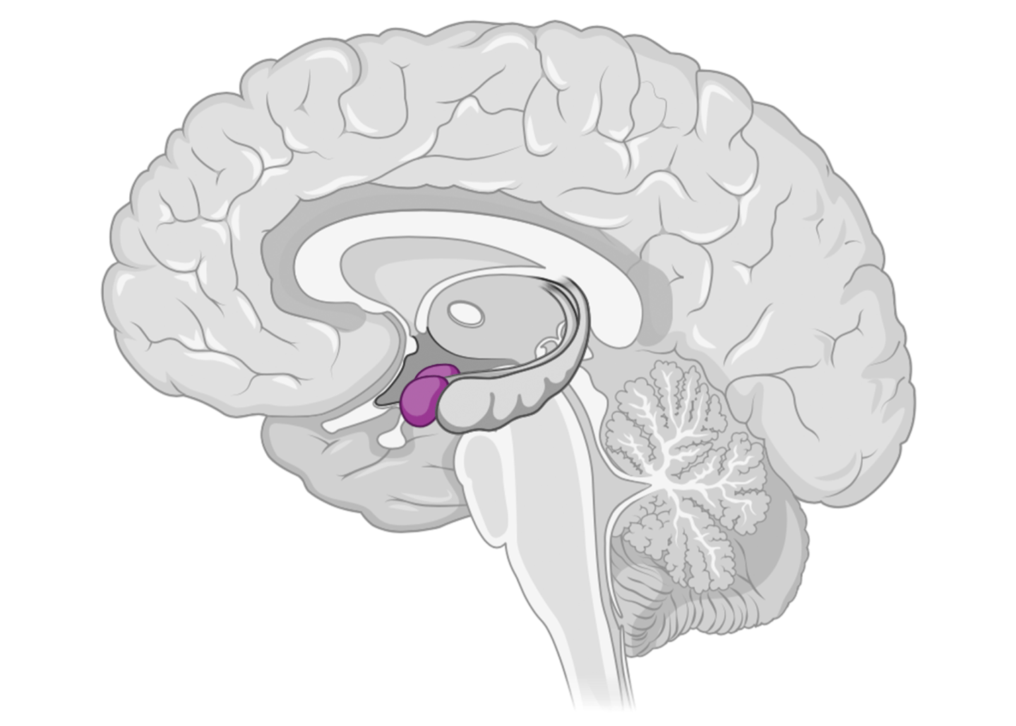 Patient S.M.: Neuroscience’s most fearless participant – PennNeuroKnow