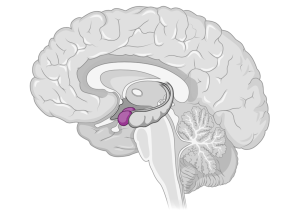 Patient S.M.: Neuroscience’s most fearless participant – PennNeuroKnow
