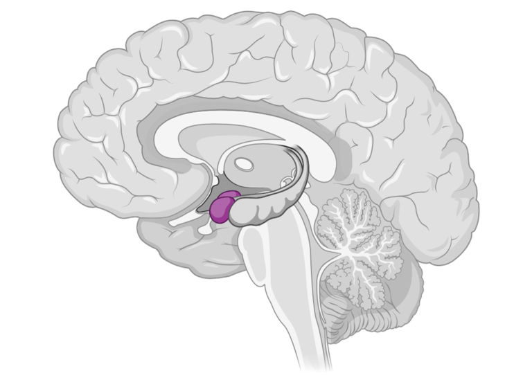 Patient S.M.: Neuroscience’s most fearless participant – PennNeuroKnow