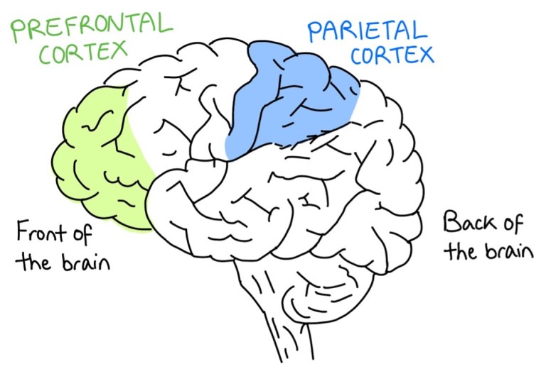 From the brain’s view: Surviving a multitasking world – PennNeuroKnow