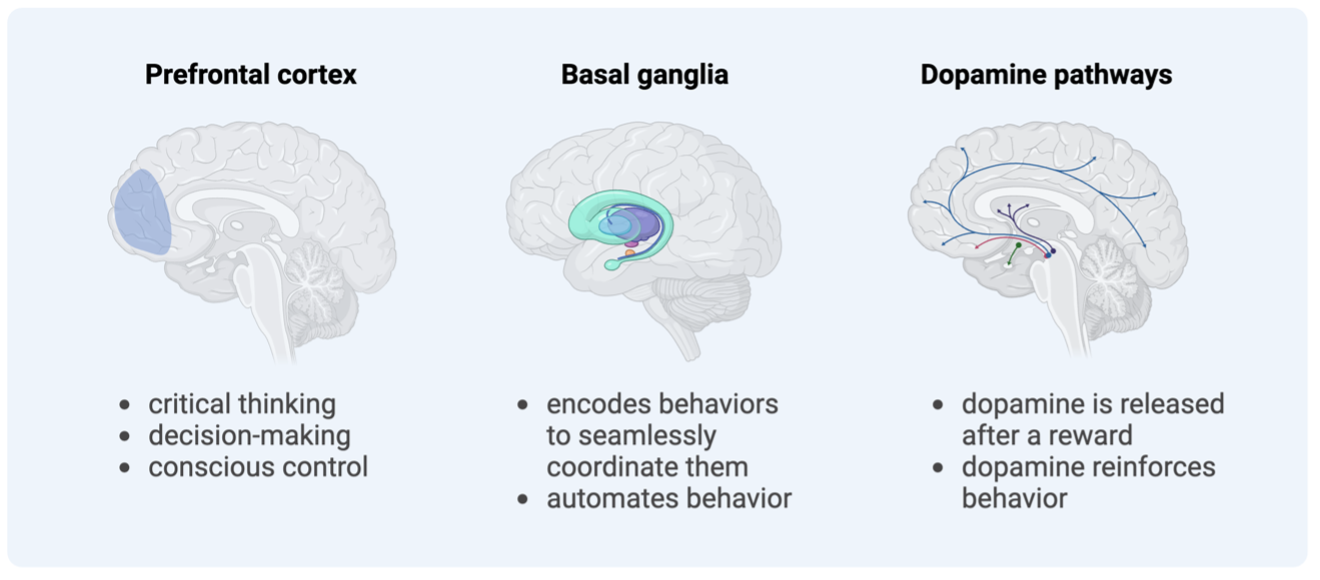 The neuroscience of habits – PennNeuroKnow