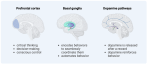 The neuroscience of habits – PennNeuroKnow