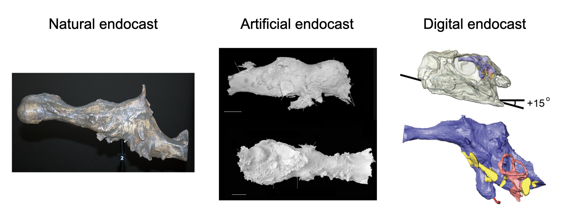 The Jura-sick world of dinosaur brains – PennNeuroKnow