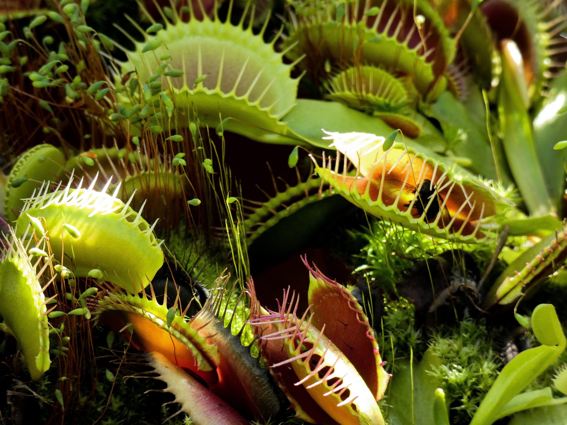 Do plants feel pain? – PennNeuroKnow