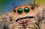 More than meets the eye: How different animals see the world ...