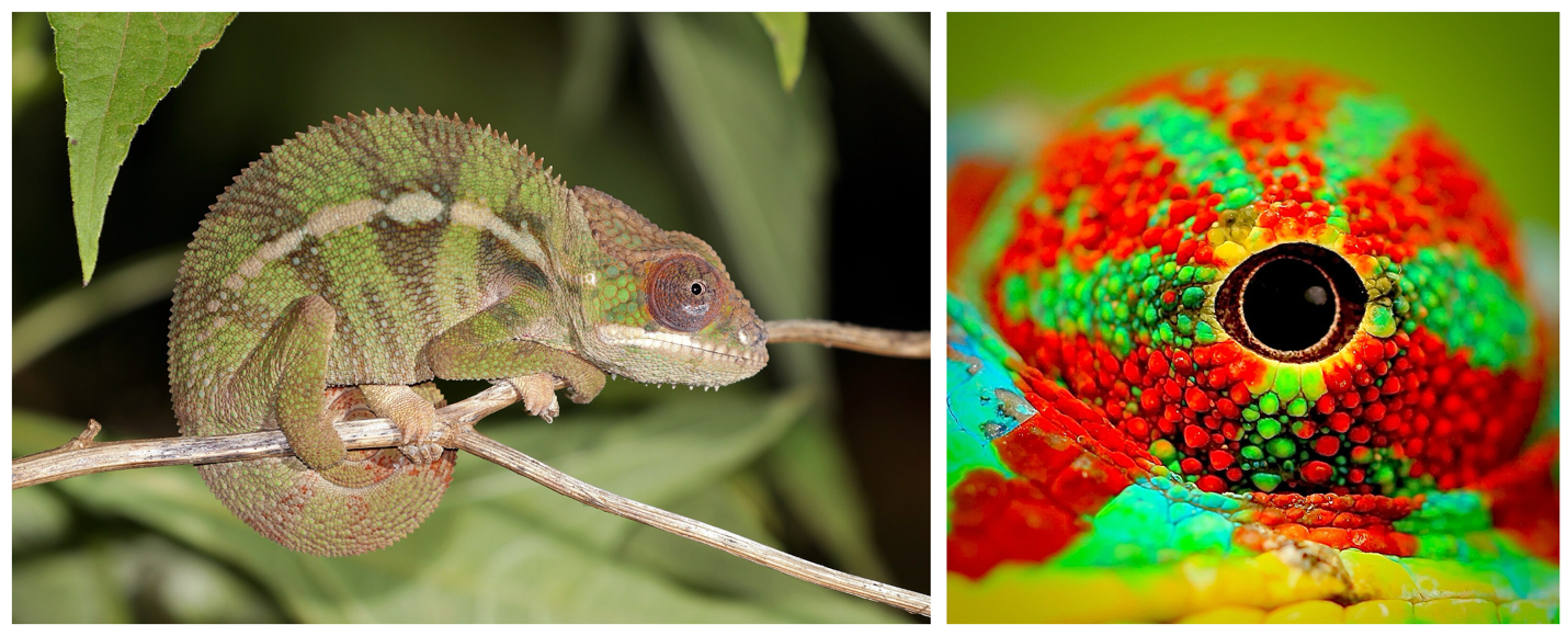 More than meets the eye: How different animals see the world ...