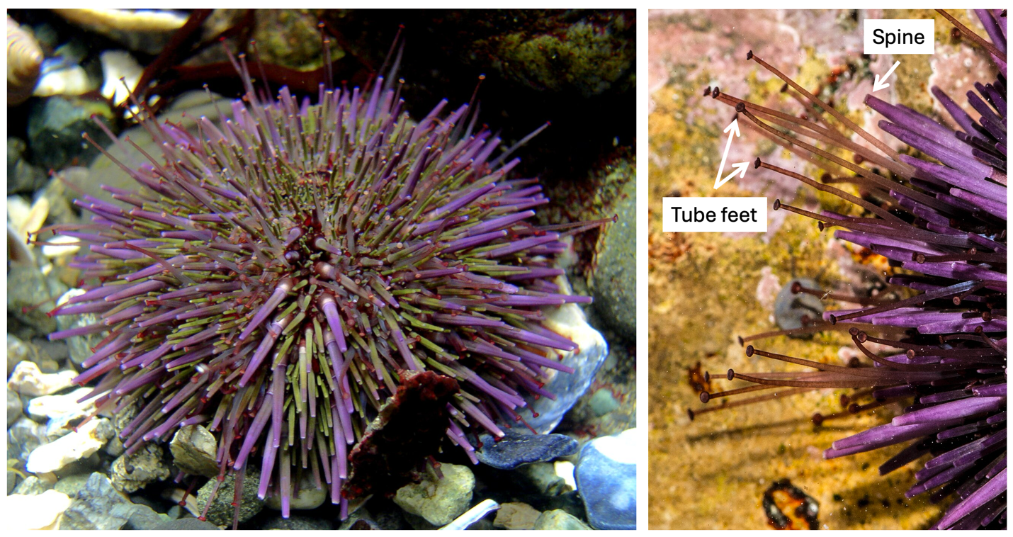 More than meets the eye: How different animals see the world ...