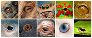 More than meets the eye: How different animals see the world ...